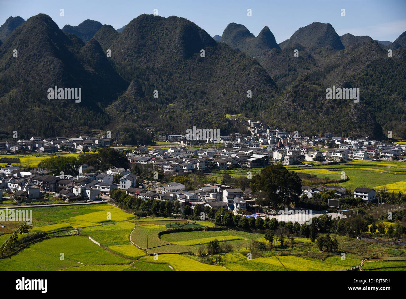 Xingyi, Xingyi, China. 8th Feb, 2019. Xingyi, CHINA-Blooming canola ...