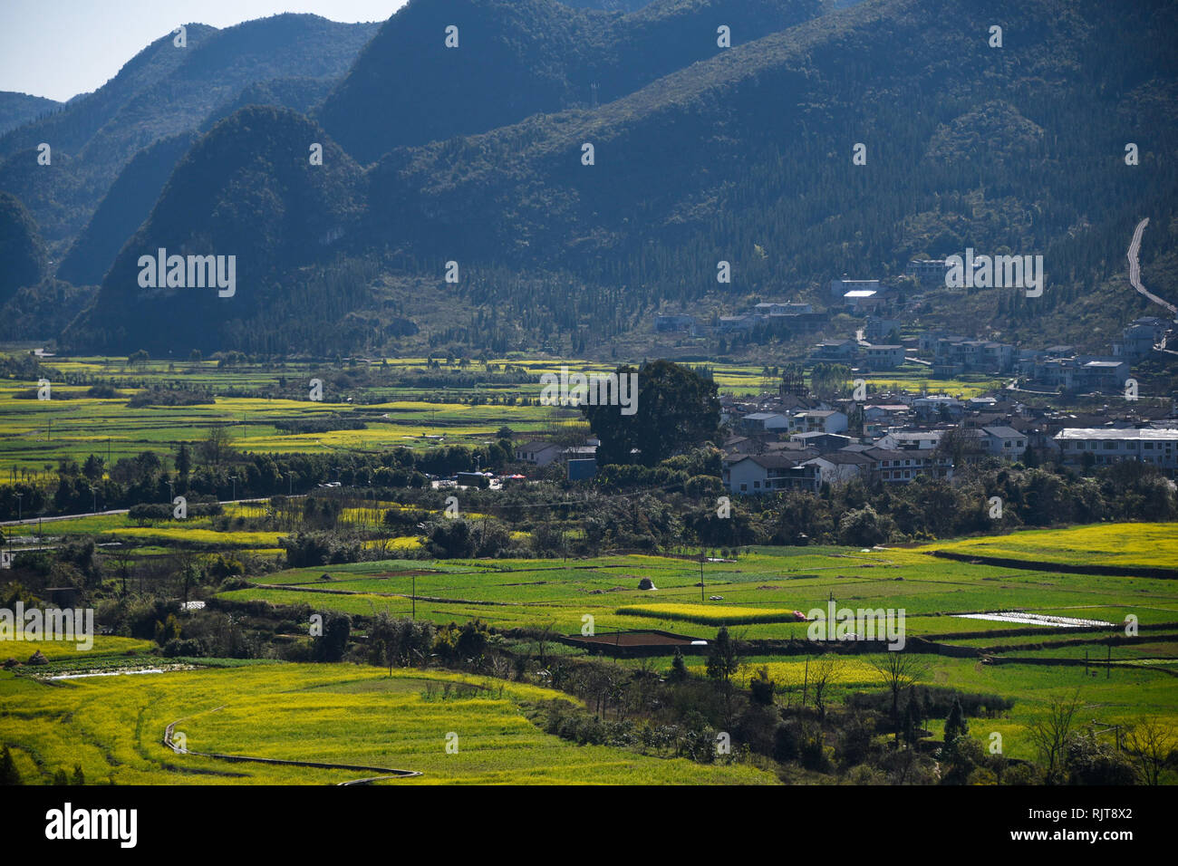 Xingyi, Xingyi, China. 8th Feb, 2019. Xingyi, CHINA-Blooming canola ...