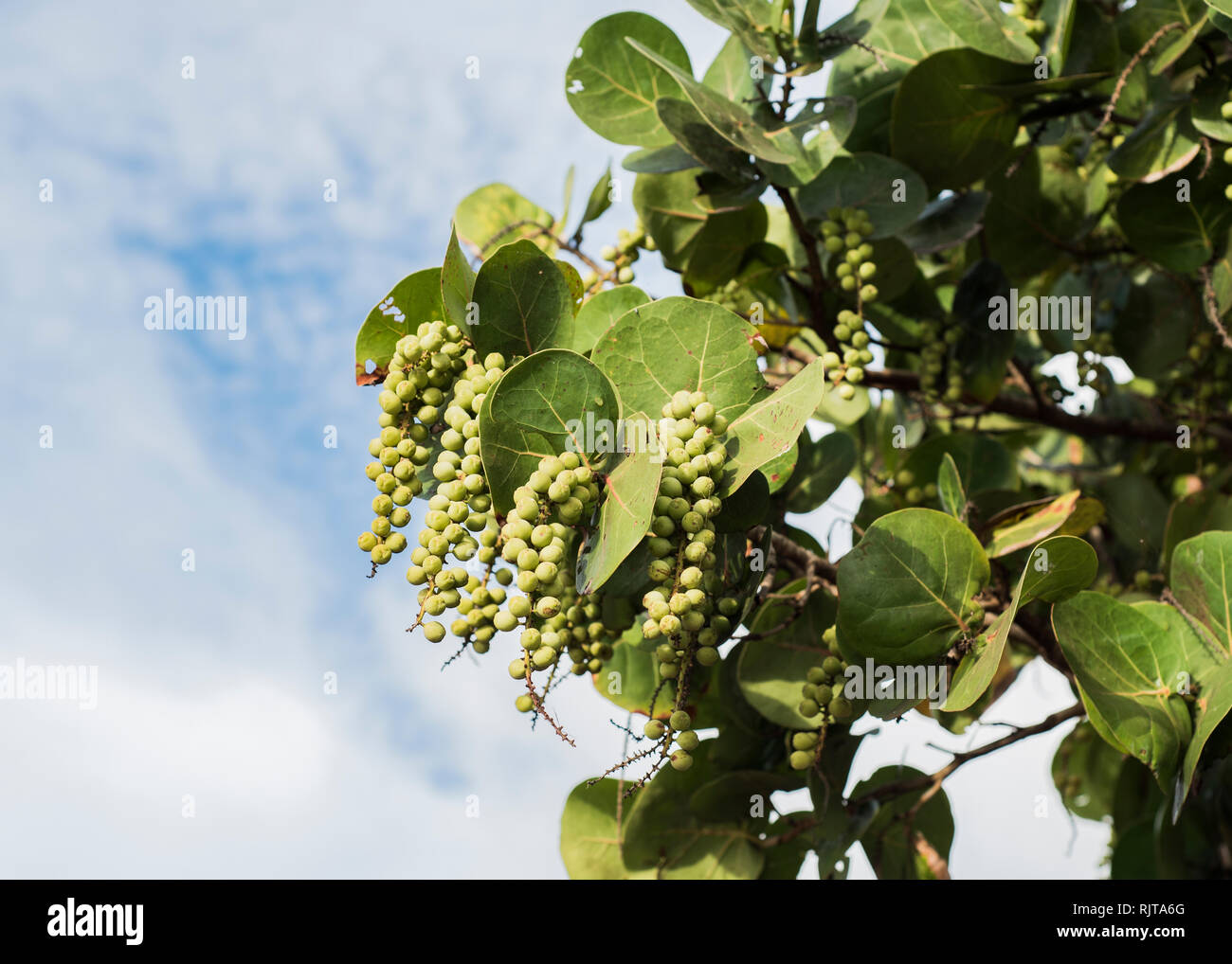 Branch bearing fruit hi-res stock photography and images - Alamy