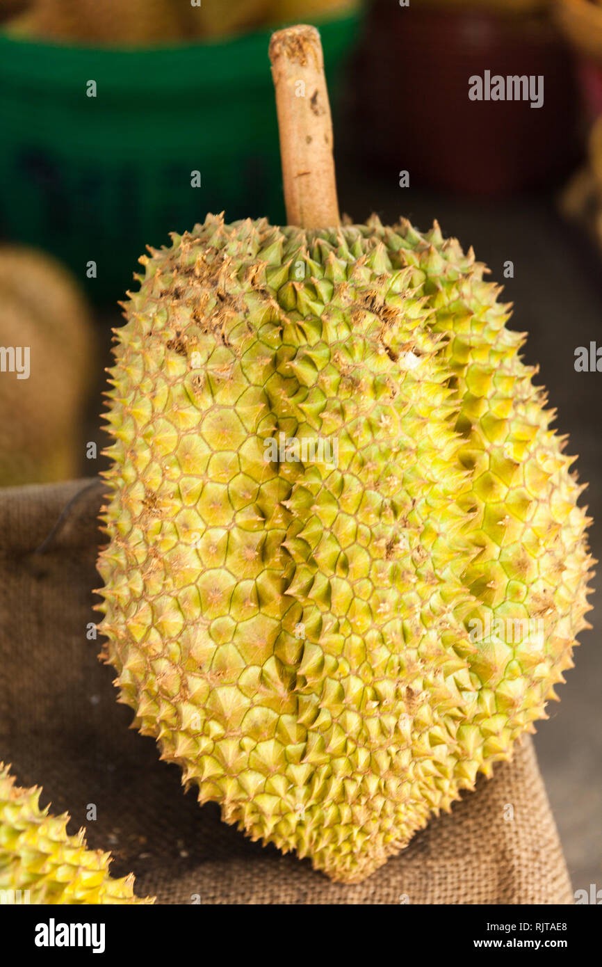 Exotic tropical fruits Durian on the street market / Thai Fruits ...