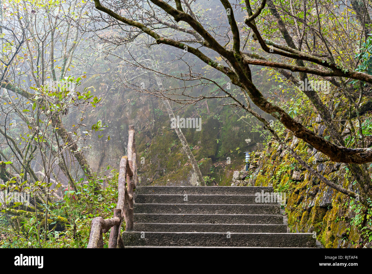Stairway In The Forest Stock Photo - Alamy