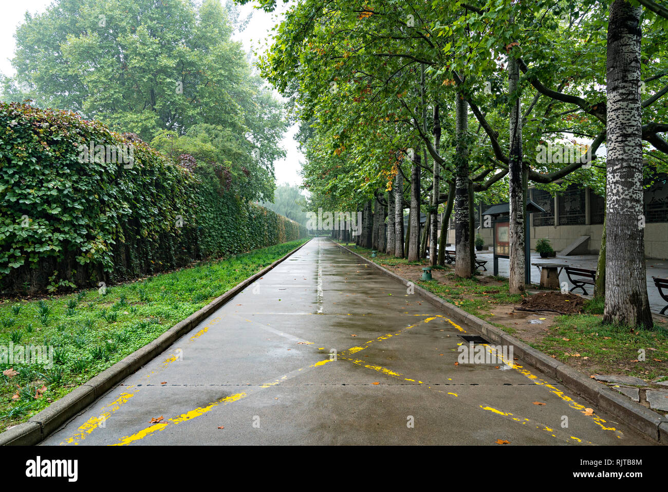 Xian trees hi-res stock photography and images - Alamy