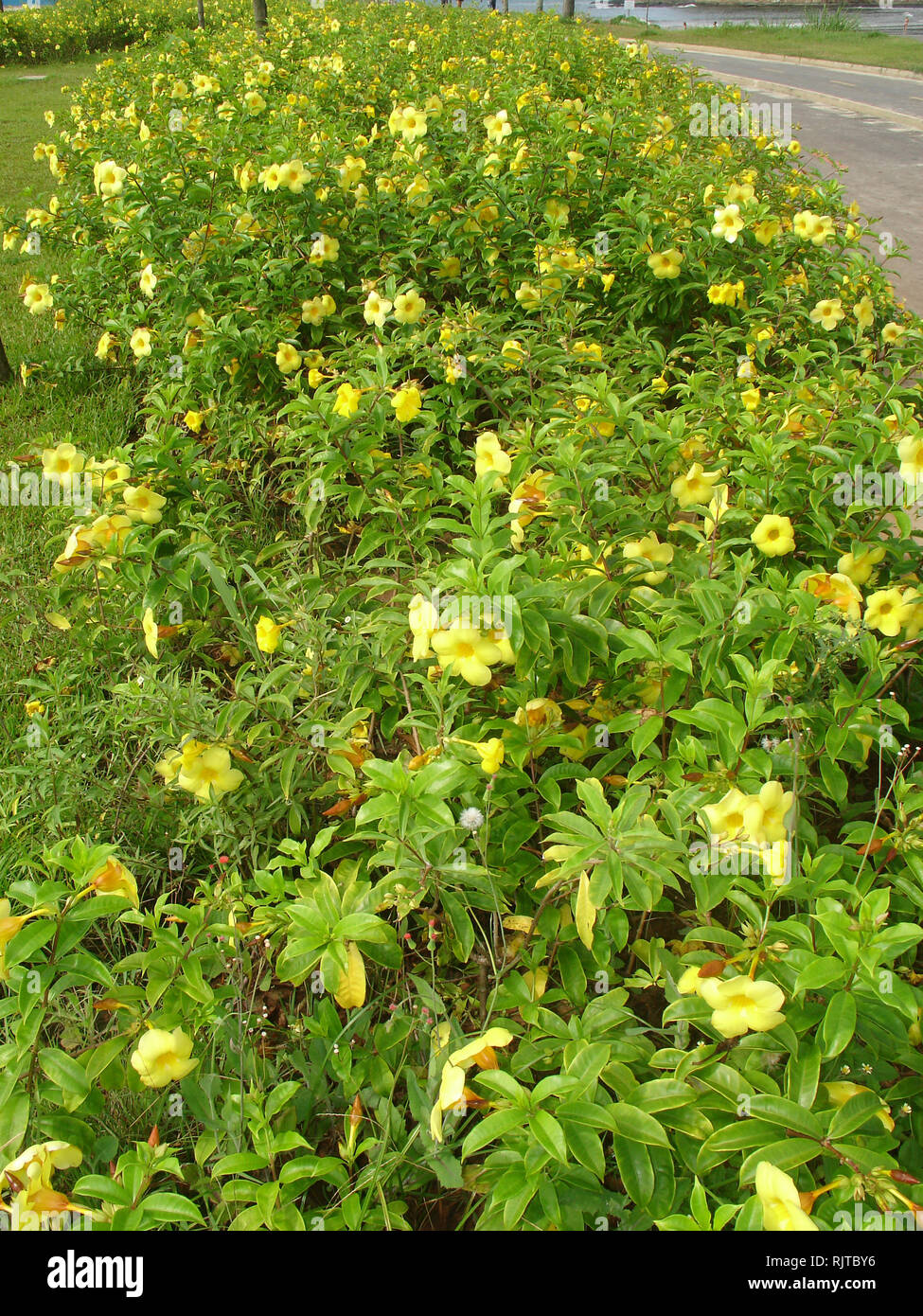 Yellow Alamanda Flowers (Allamanda cathartica) Blooming in a Tropical ...