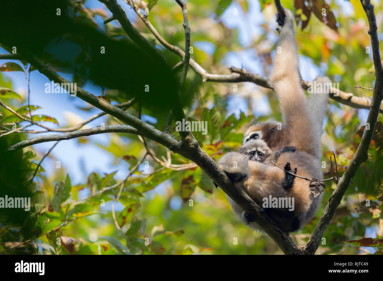Western Hoolock Gibbon or Hoolock hoolock mother and baby in Assam ...
