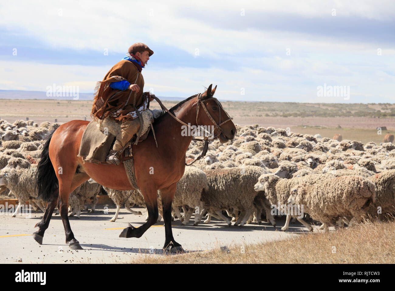 Chile, Magallanes, Patagonia, flock of sheep, shepherd Stock Photo - Alamy