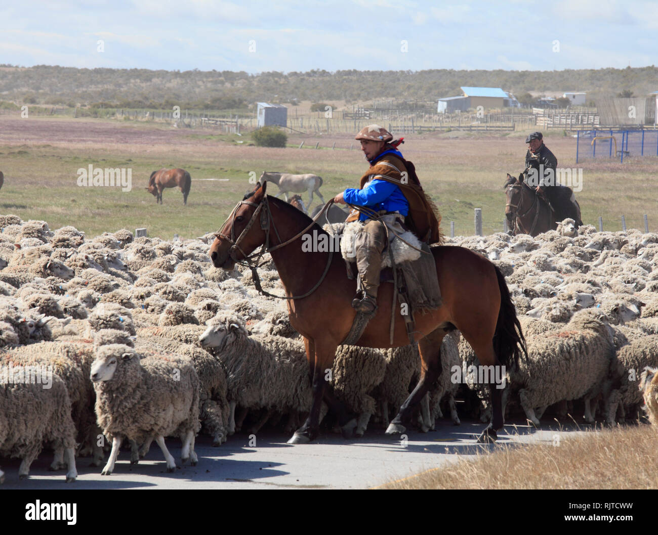 Flock sheep chile hi-res stock photography and images - Alamy