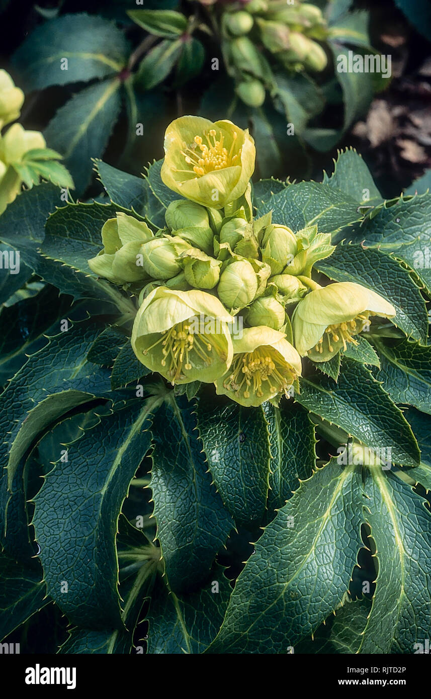 Spring of holly hi-res stock photography and images - Alamy