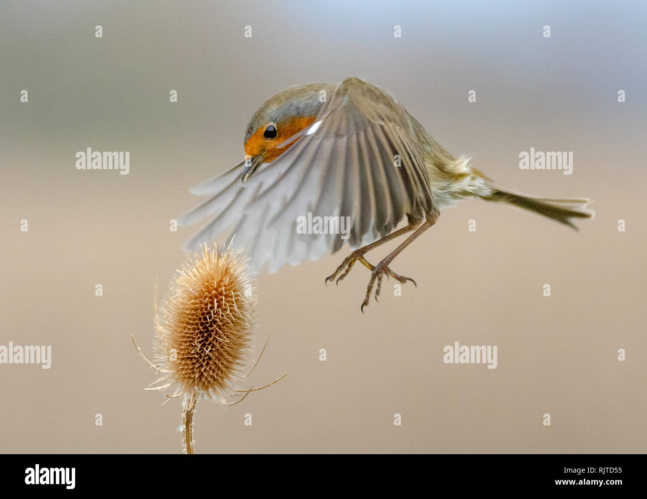 Robin flying uk hi-res stock photography and images - Alamy