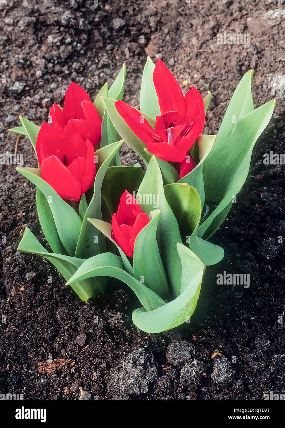 Tulipa praestans Fusilier A group of this small growing tulipa of the ...