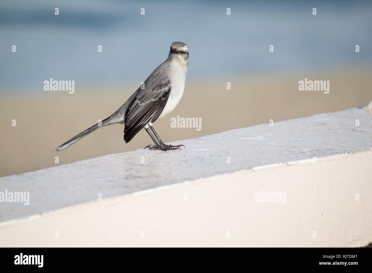Birds of trinidad and tobago hi-res stock photography and images - Alamy