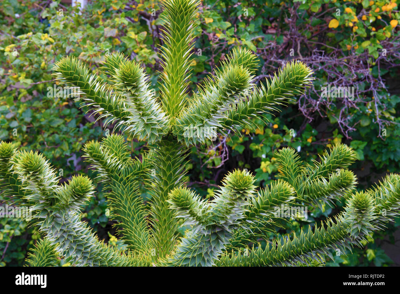 Araucaria tree hi-res stock photography and images - Alamy