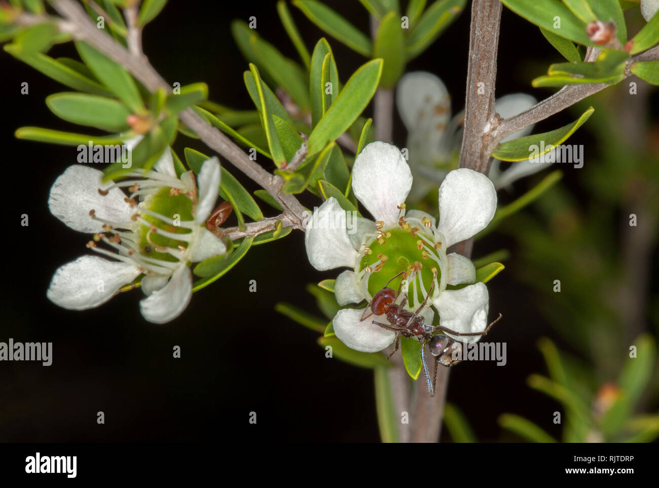 Australian ant plant hi-res stock photography and images - Alamy