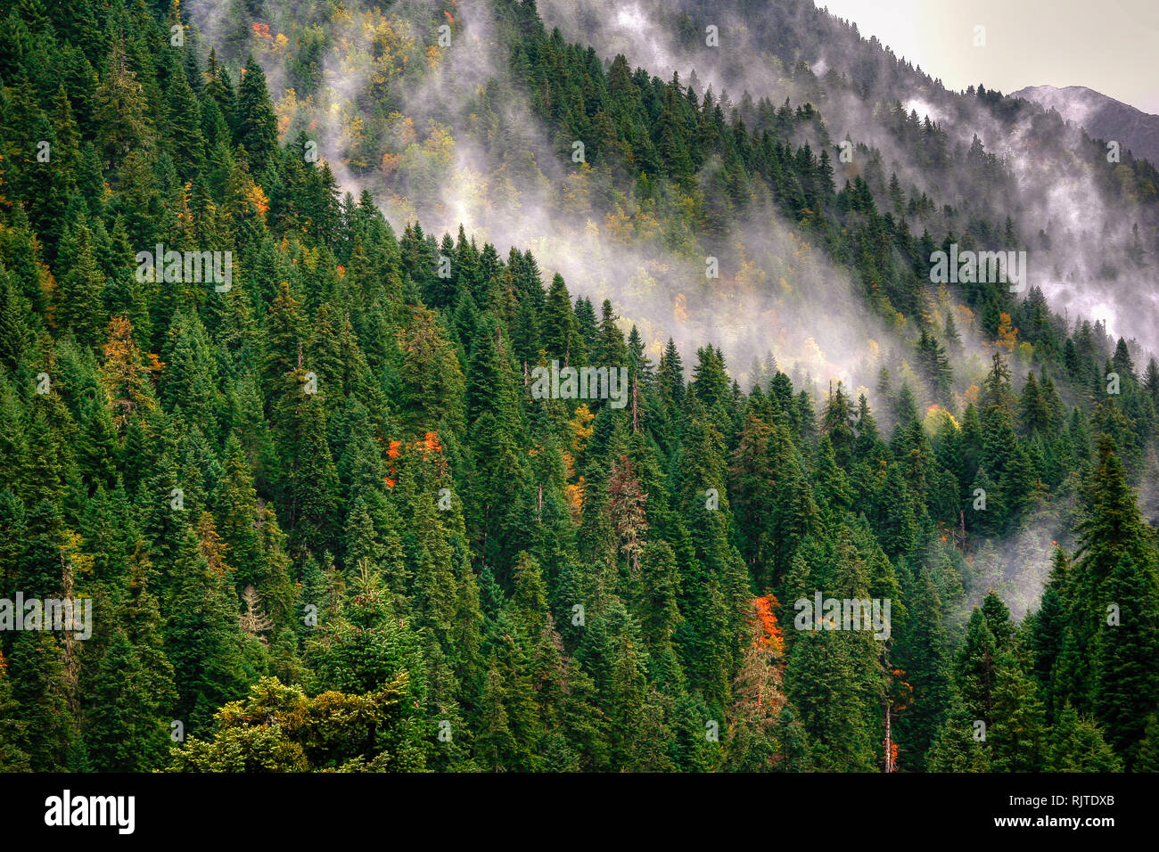 Beautiful mountain forests covering with fog, Pindos, Greece Stock ...