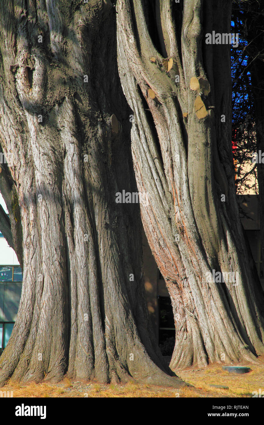Chile, Magallanes, Punta Arenas, trees Stock Photo - Alamy