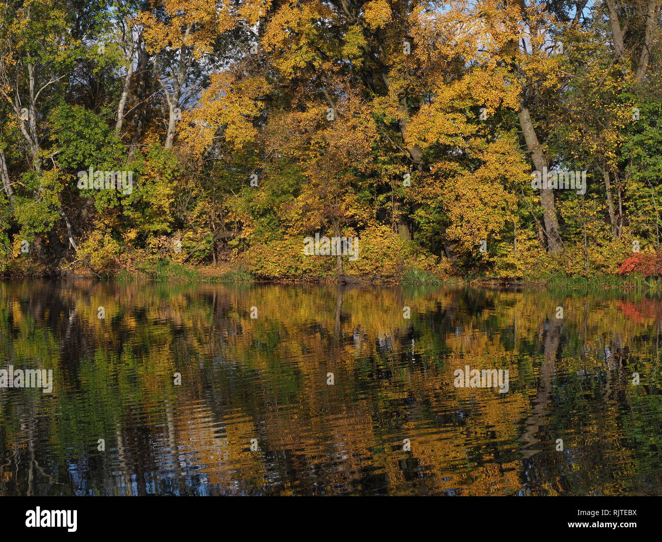 Calm landscape of colorful trees and river with water reflection at ...