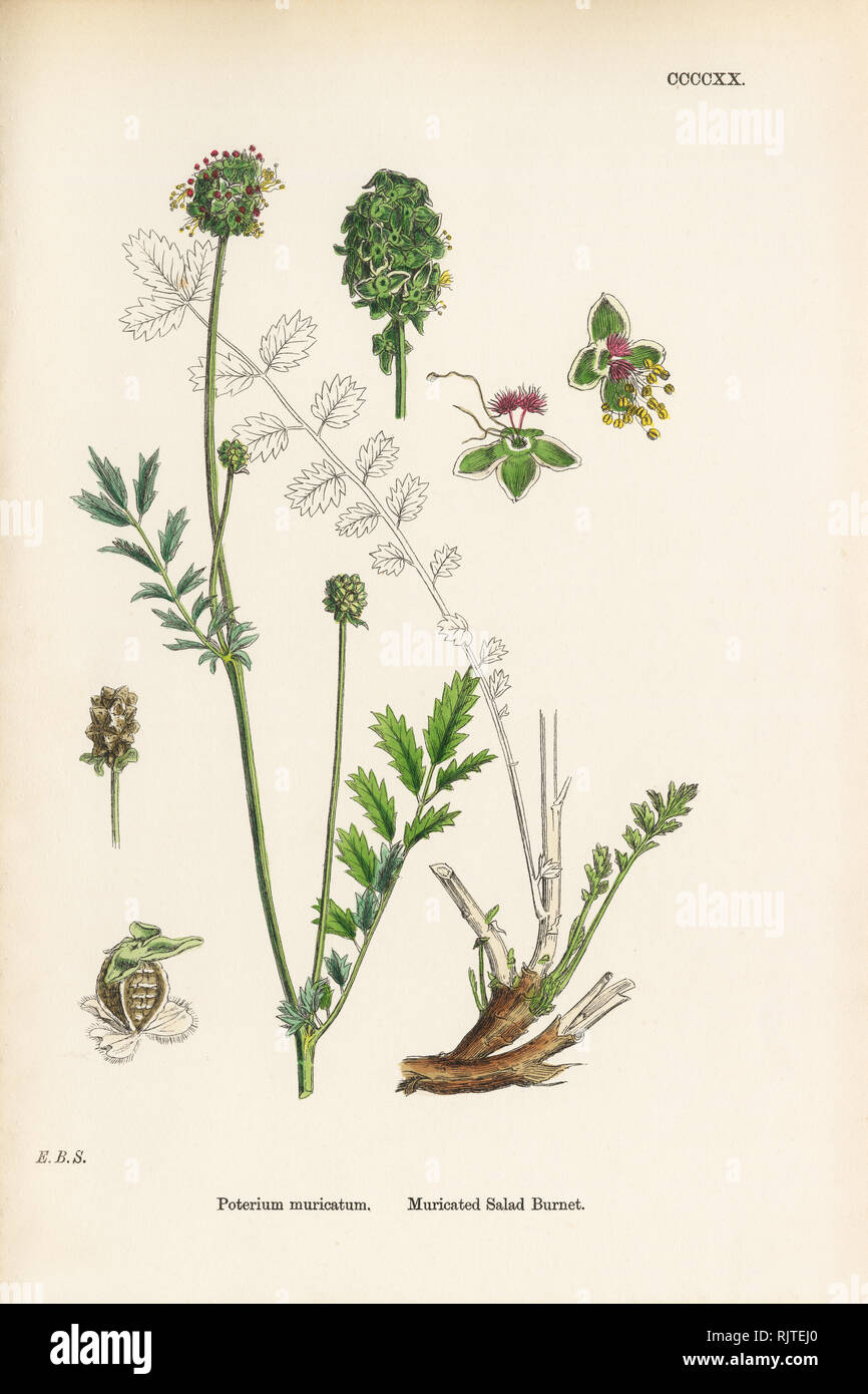 Antique Hand-Colored English Victorian Botanical Illustration, Circa ...