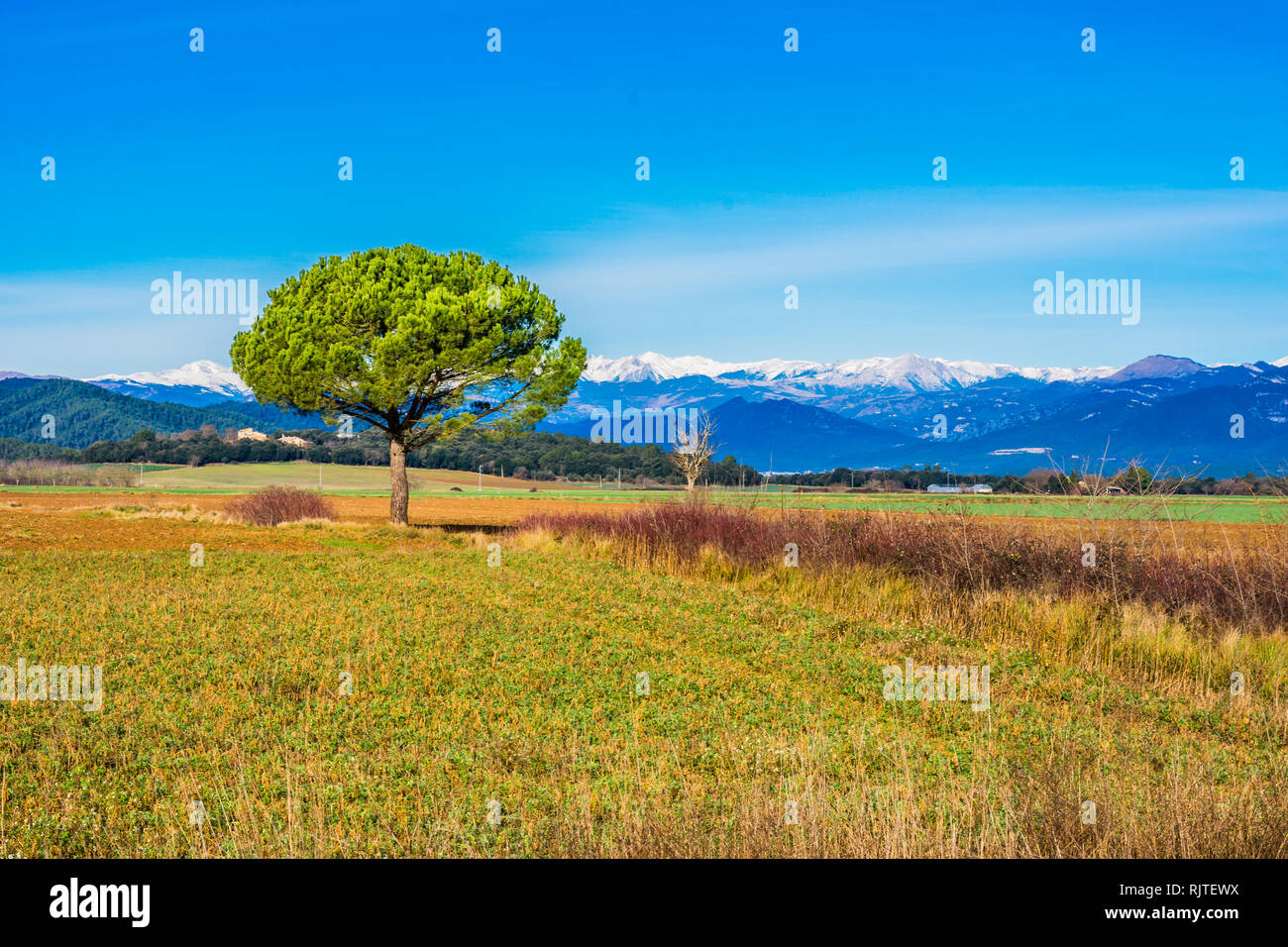 Beautiful lone tree on field hi-res stock photography and images - Alamy