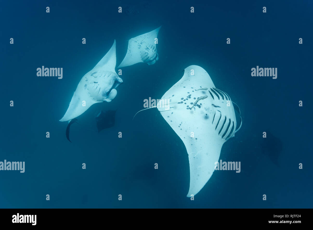 closeup of underside of giant manta ray with remora parasite fish on it ...