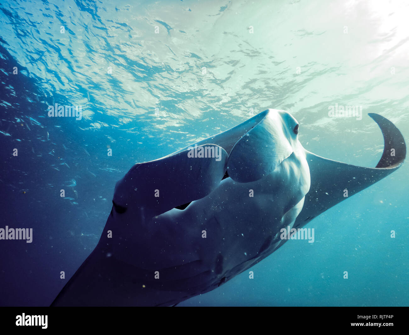 Ray fish face hi-res stock photography and images - Alamy