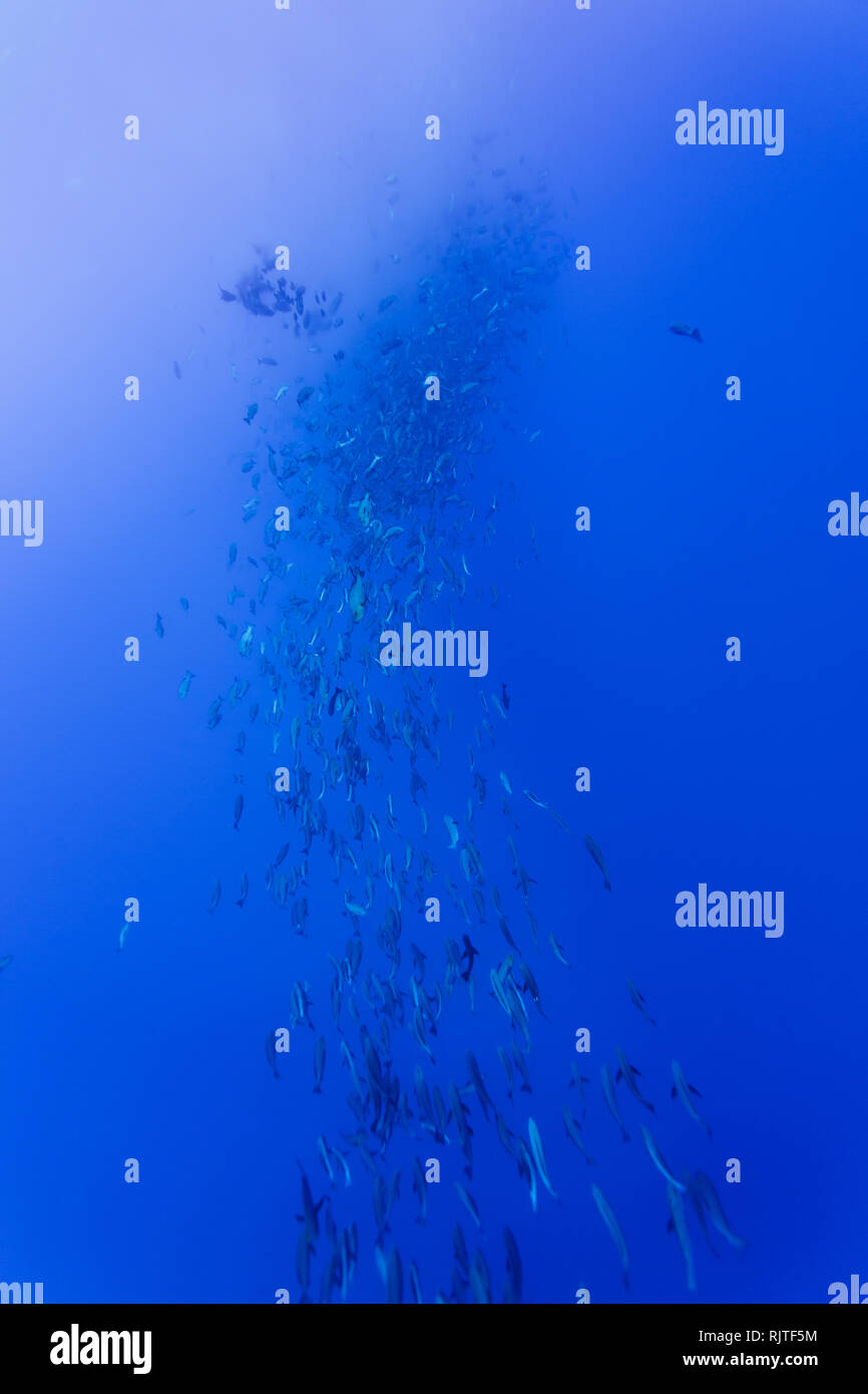 Panorama of red snapper fish school disappearing into the depths of the ...