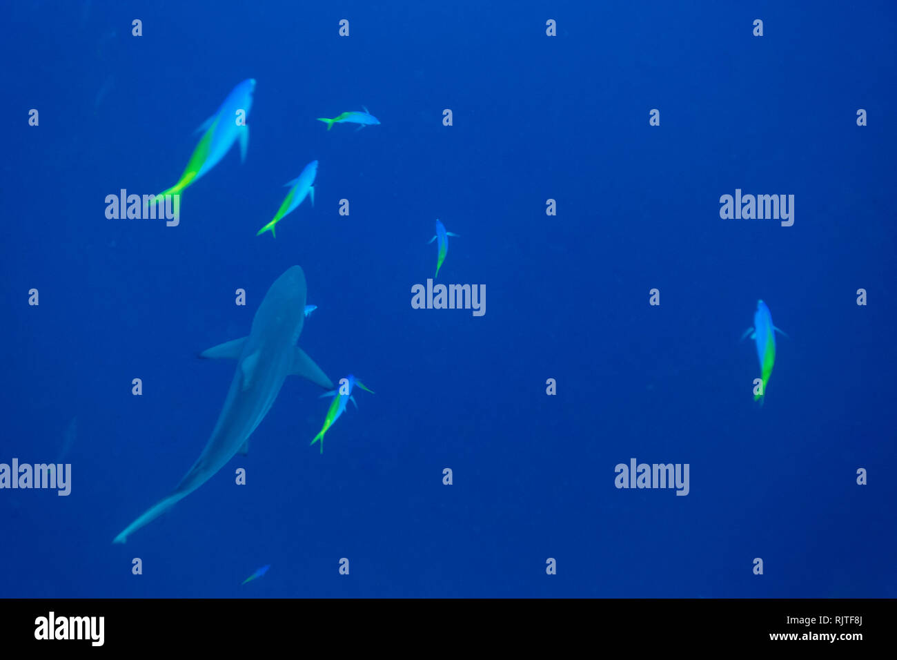 Colorful Bull sharks swimming in deep blue tropical waters Stock Photo ...