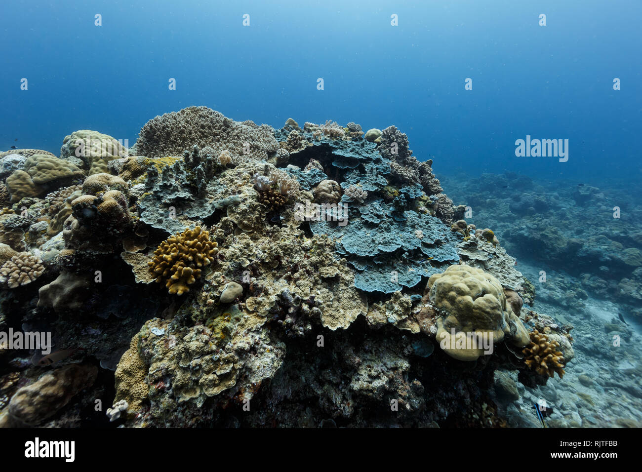 Outcrop on coral reef of several varieties of shapes and colors of ...