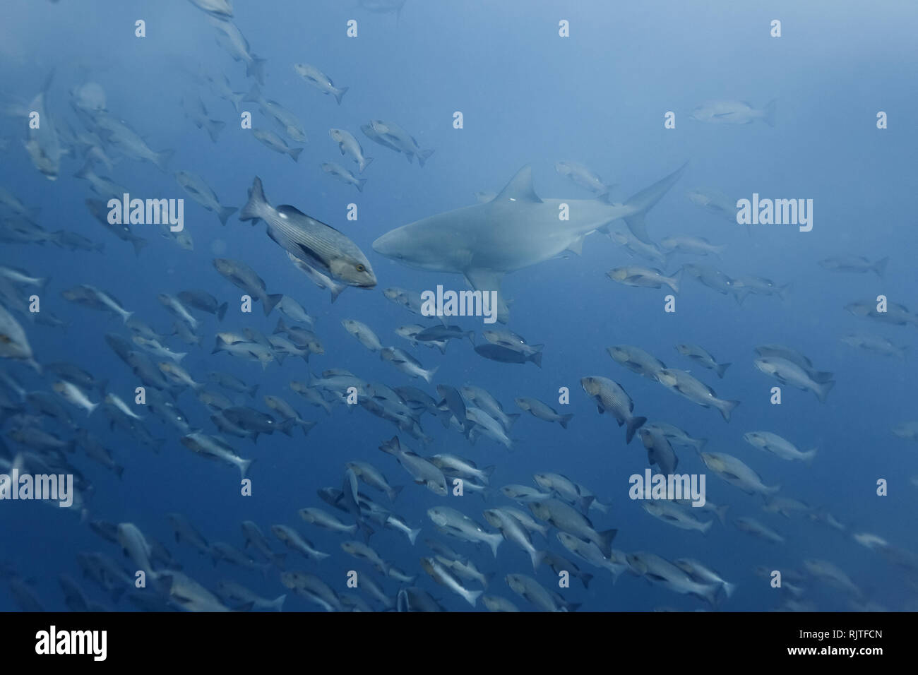 School shark hi-res stock photography and images - Alamy