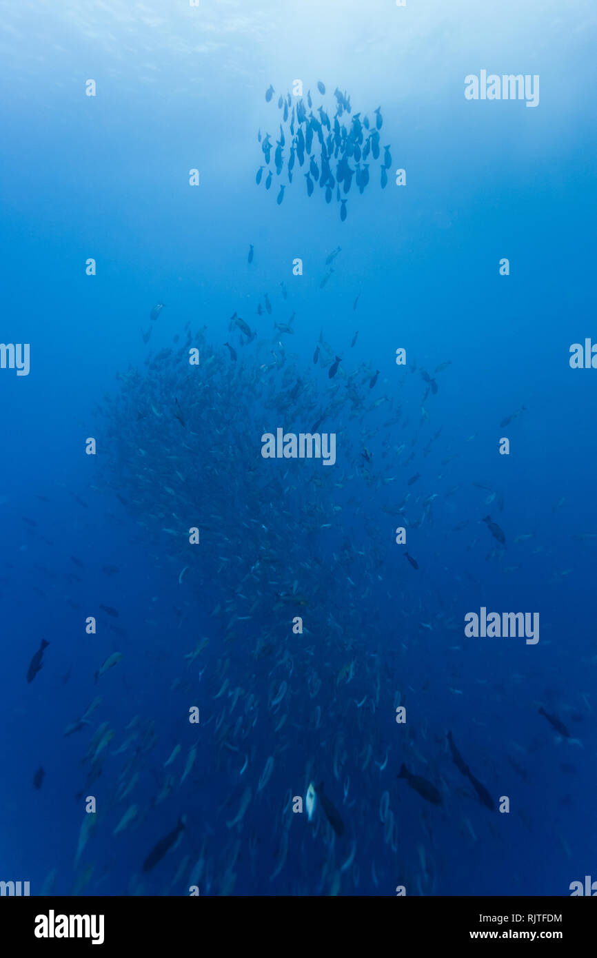 School of red snapper hi-res stock photography and images - Alamy