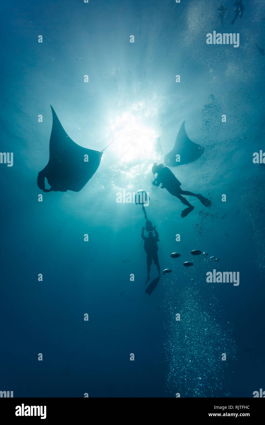 Two giant manta rays swimming hi-res stock photography and images - Alamy