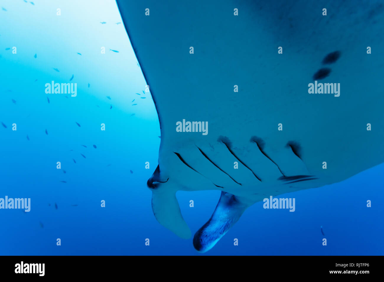 Close up of manta ray's, Mobula alfredi, head, gills and eyes Stock ...