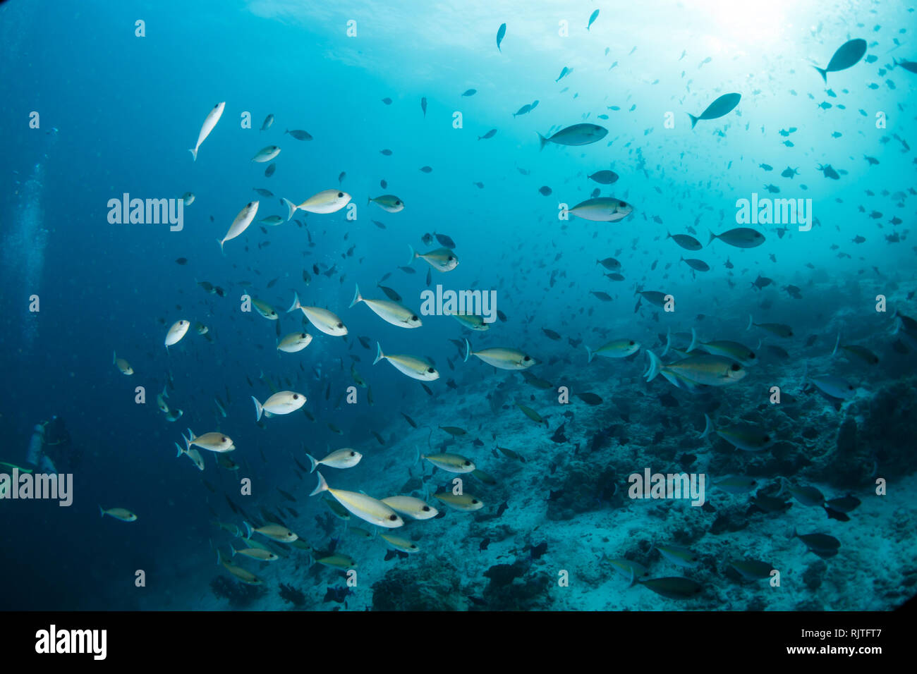 Silver snapper hi-res stock photography and images - Alamy