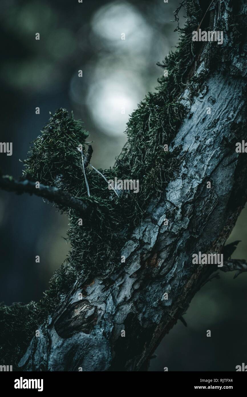 Moody nature hi-res stock photography and images - Alamy