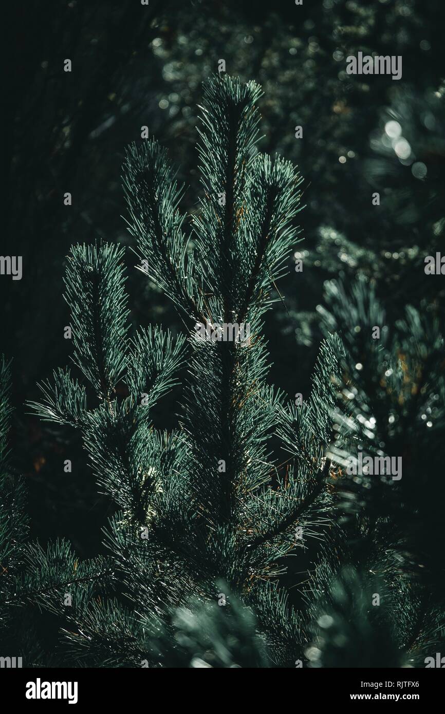 Moody nature hi-res stock photography and images - Alamy