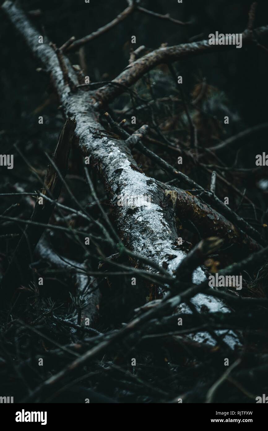 Moody nature hi-res stock photography and images - Alamy