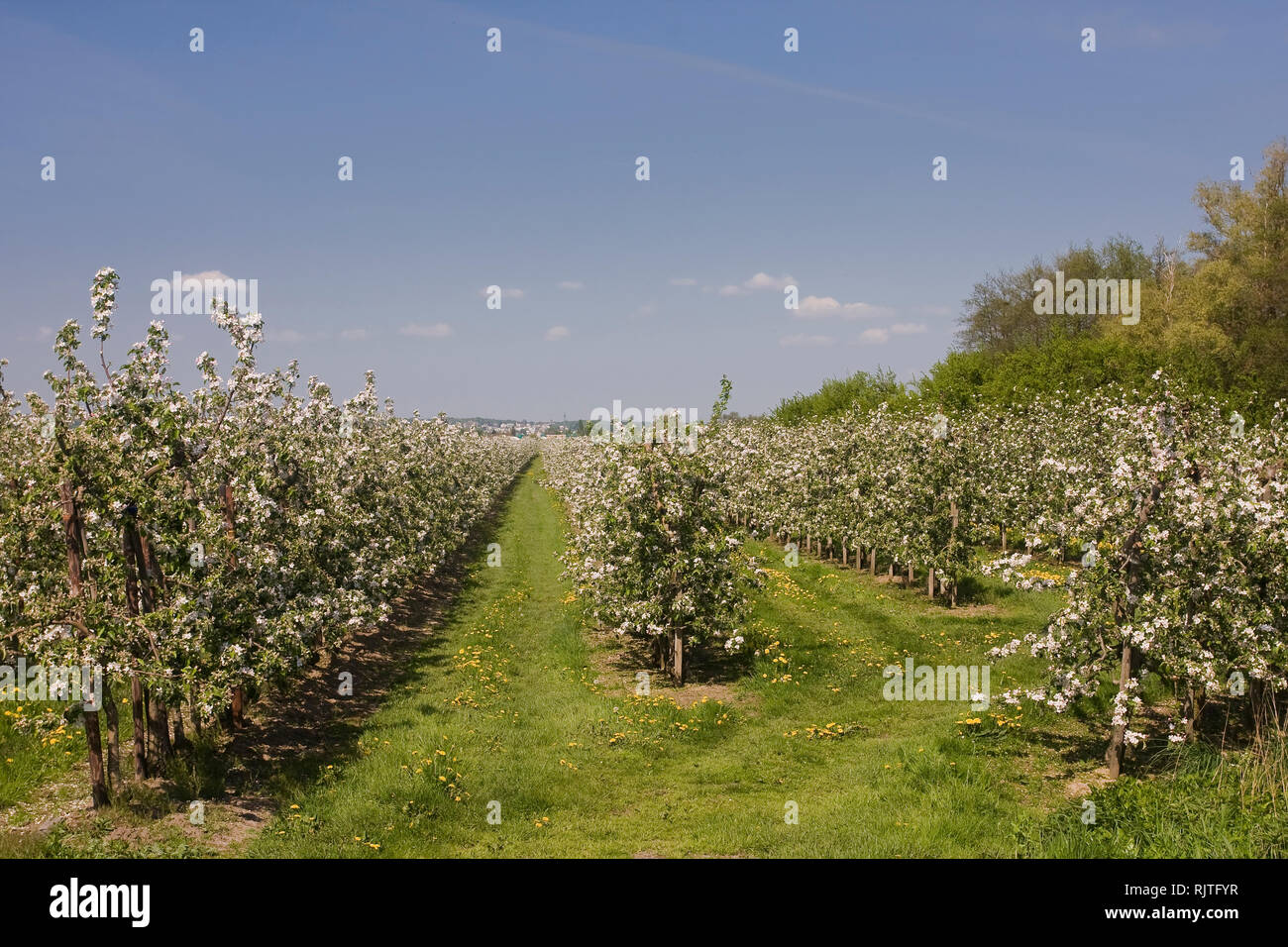 Apple blossom, new fruit plantation, young trees, Altes Land area ...