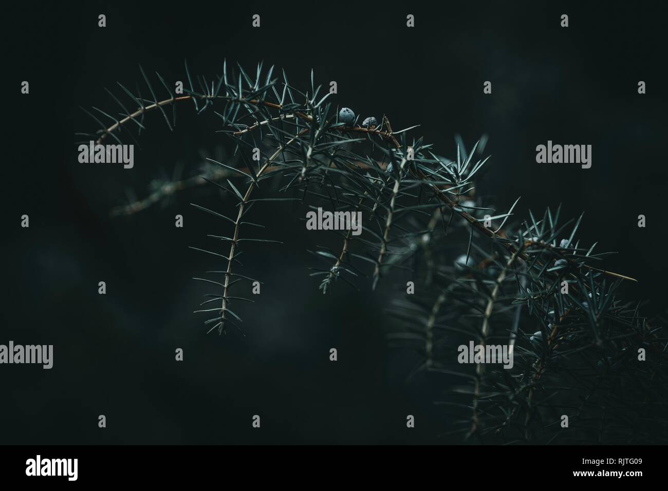 Moody nature hi-res stock photography and images - Alamy