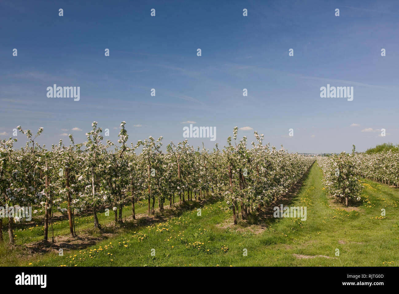 Apple blossom, new fruit plantation, young trees, Altes Land area ...