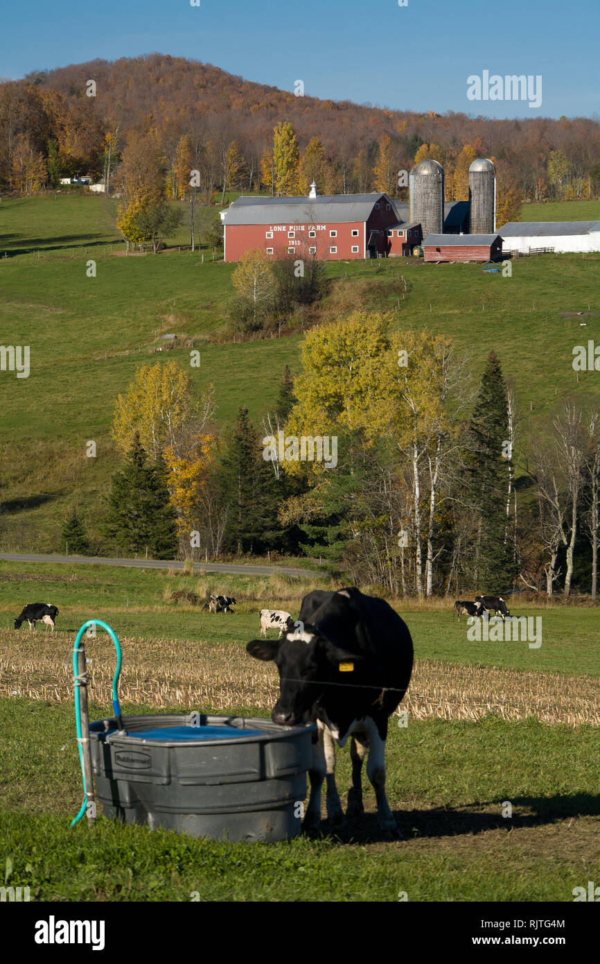 Cows And Red Barn High Resolution Stock Photography and Images - Alamy