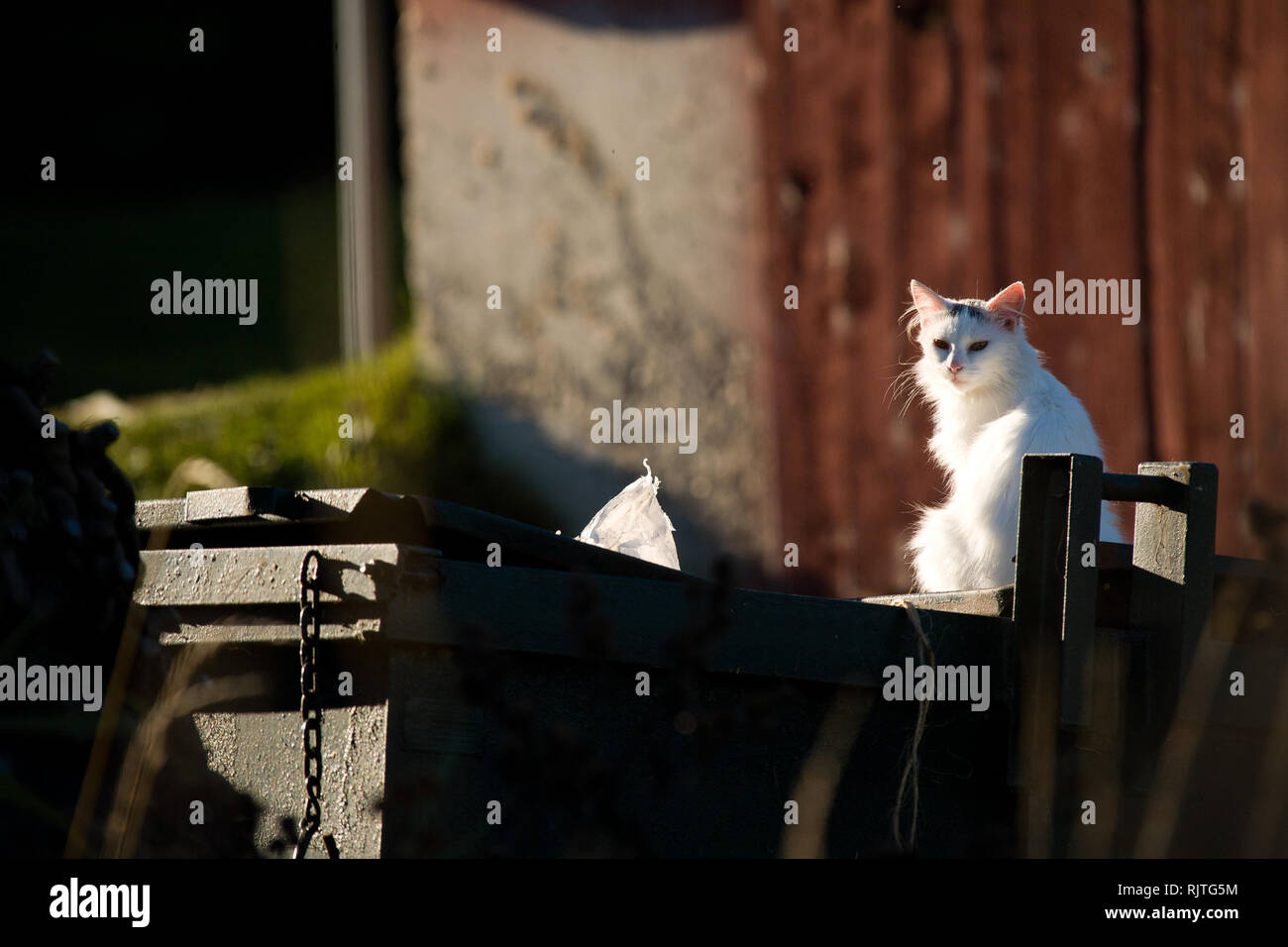 Barnyard cats hi-res stock photography and images - Alamy