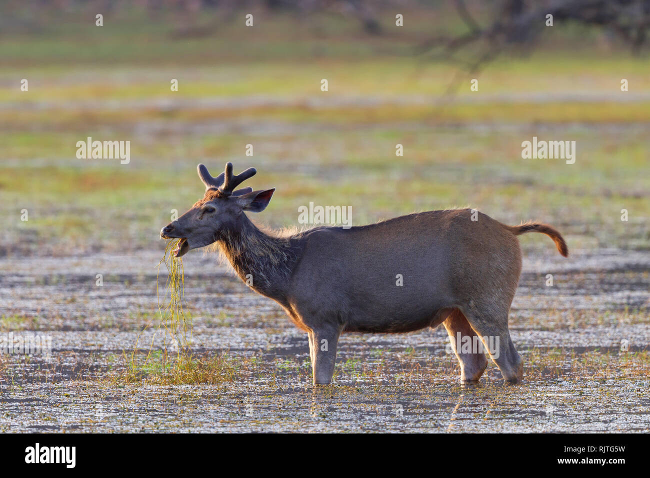 Rusa unicor hi-res stock photography and images - Alamy