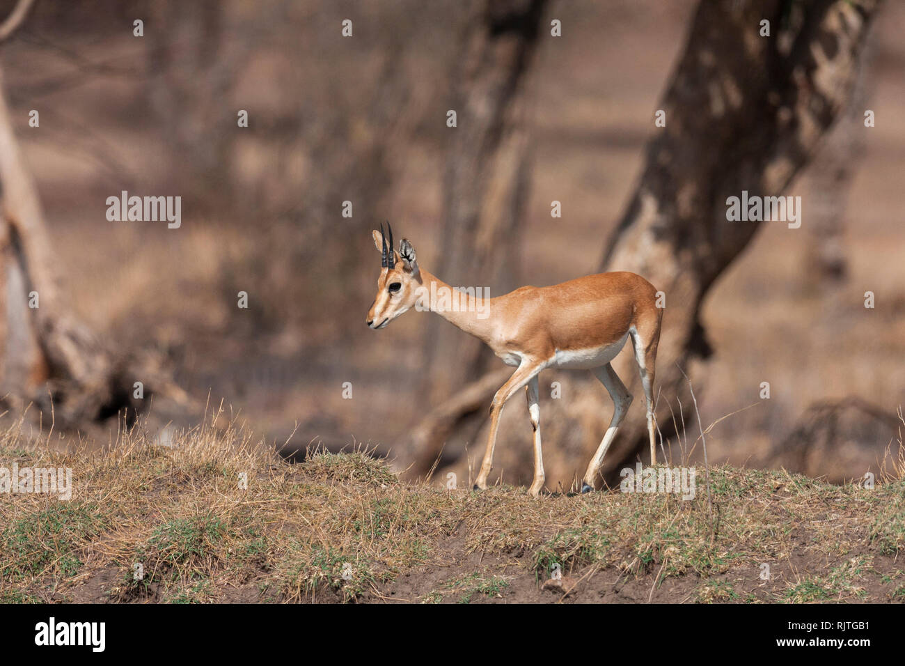 Indian krishnamriga hi-res stock photography and images - Alamy