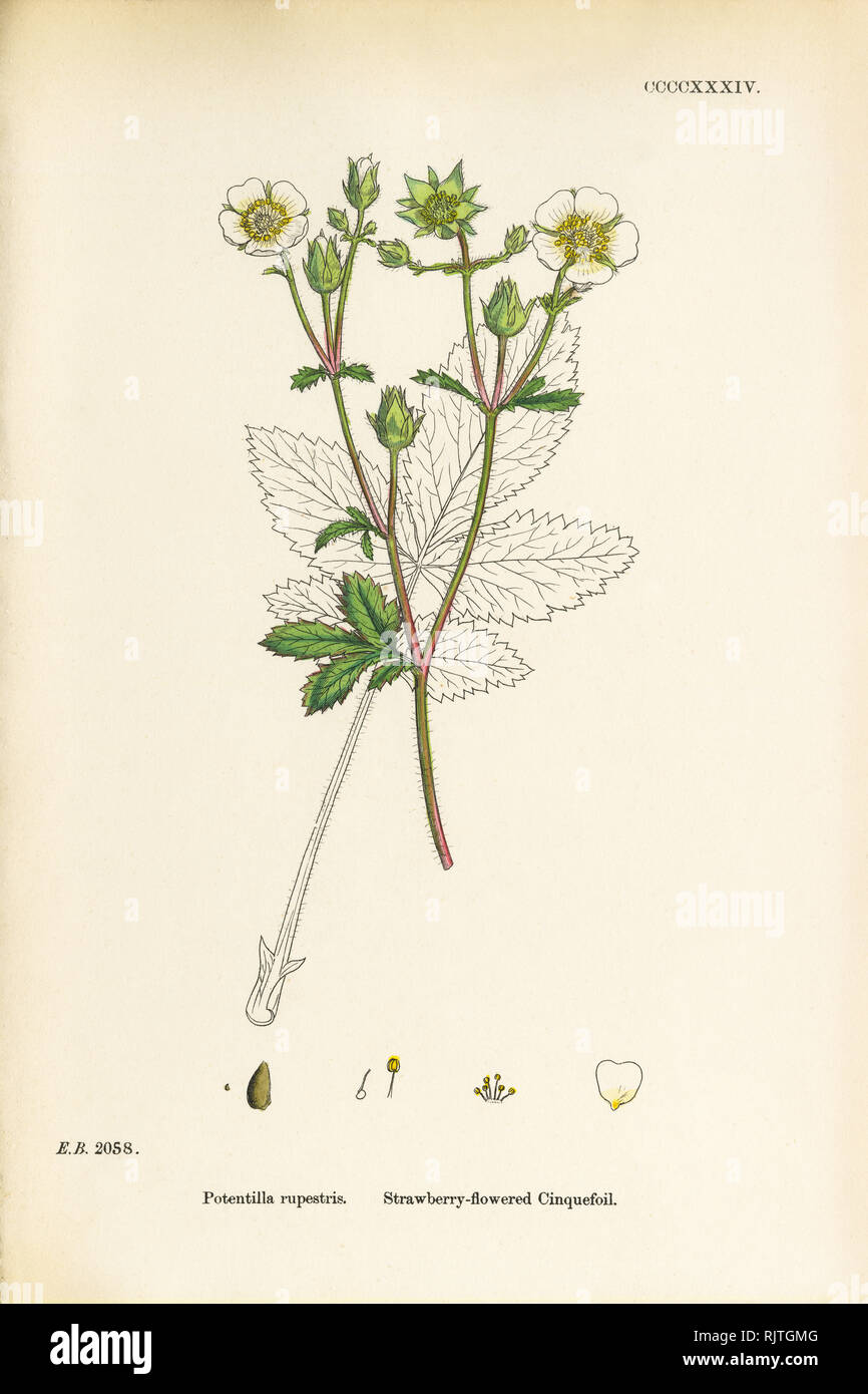Antique Hand-Colored English Victorian Botanical Illustration, Circa ...