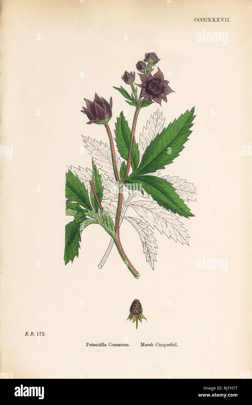 Antique Hand-Colored English Victorian Botanical Illustration, Circa ...