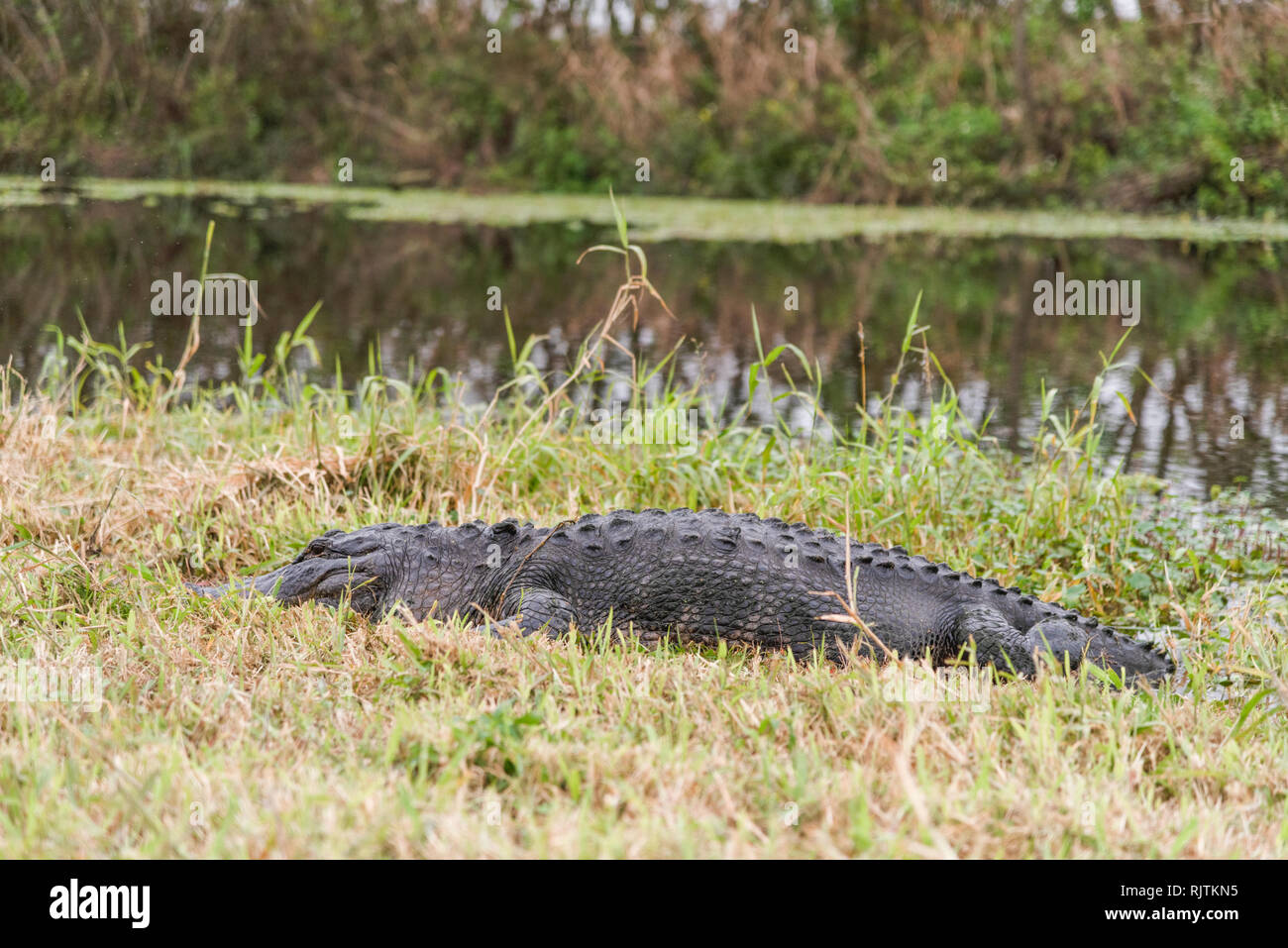 Florida Alligator sunning on Rivers Edge Stock Photo - Alamy