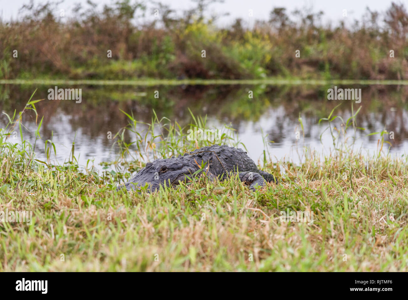 Florida Alligator sunning on Rivers Edge Stock Photo - Alamy