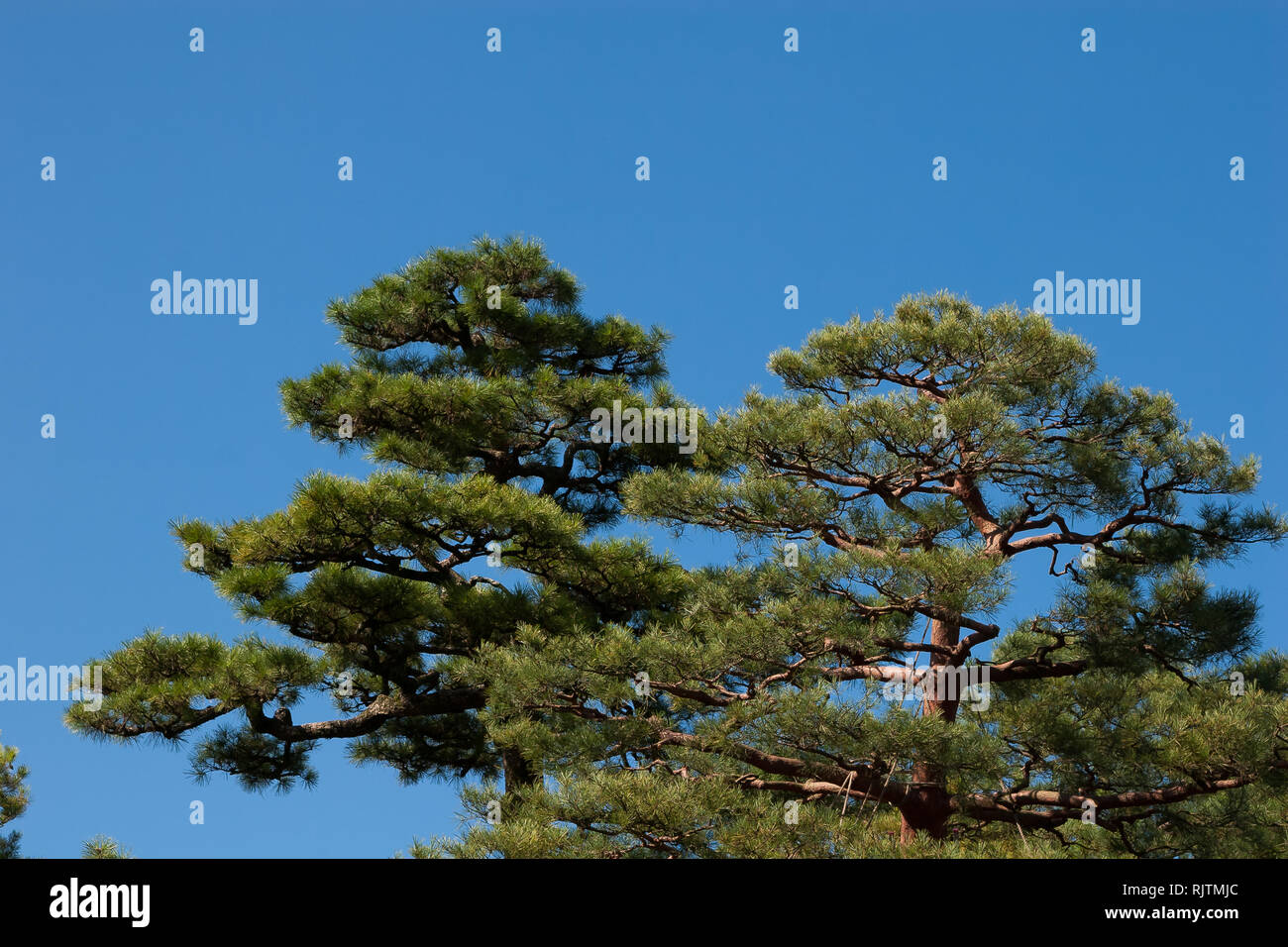 Image of Japanese Pine trees in Kenrokuen Gardens in Kanazawa, Japan ...