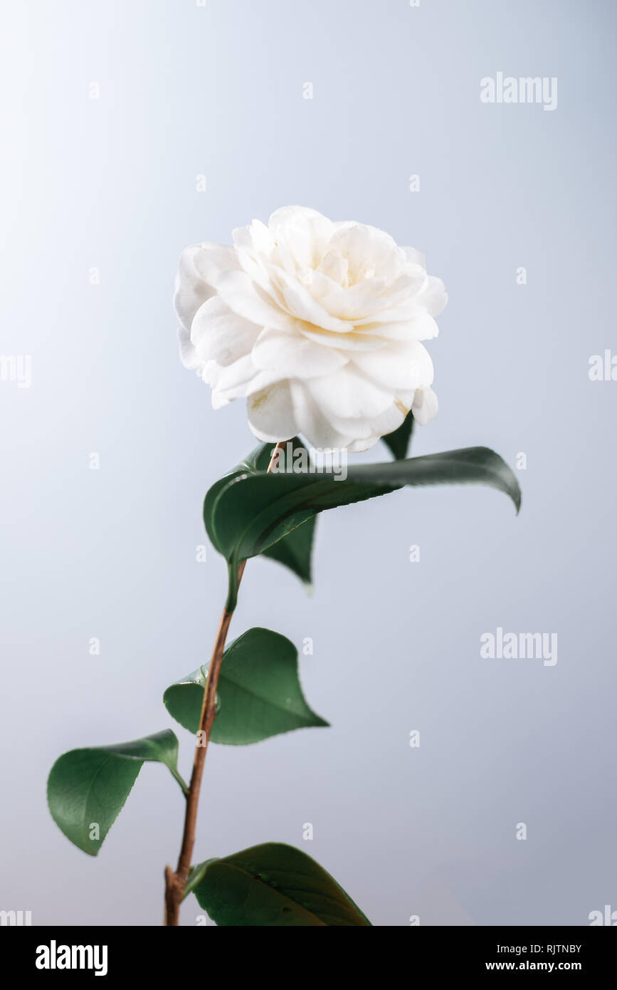 Cinematic rose hi-res stock photography and images - Alamy