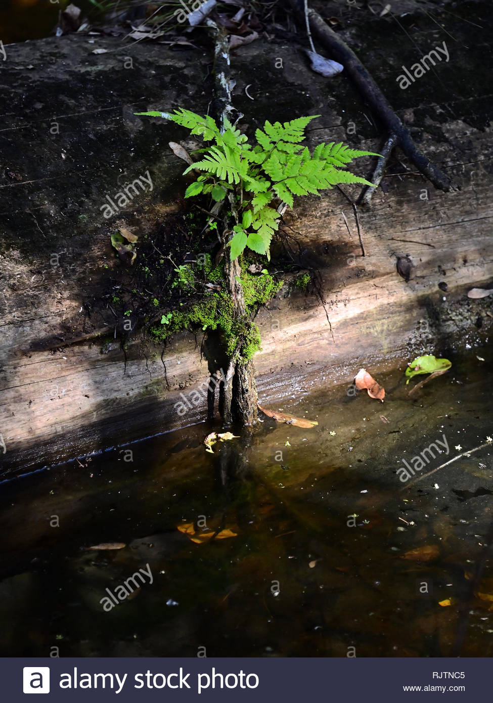 Dead Fern Leaf Stock Photos & Dead Fern Leaf Stock Images - Alamy