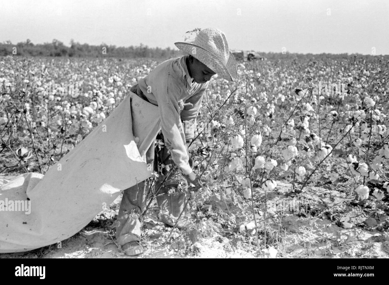 Back breaking stoop laborers pick cotton during harvest Stock Photo - Alamy