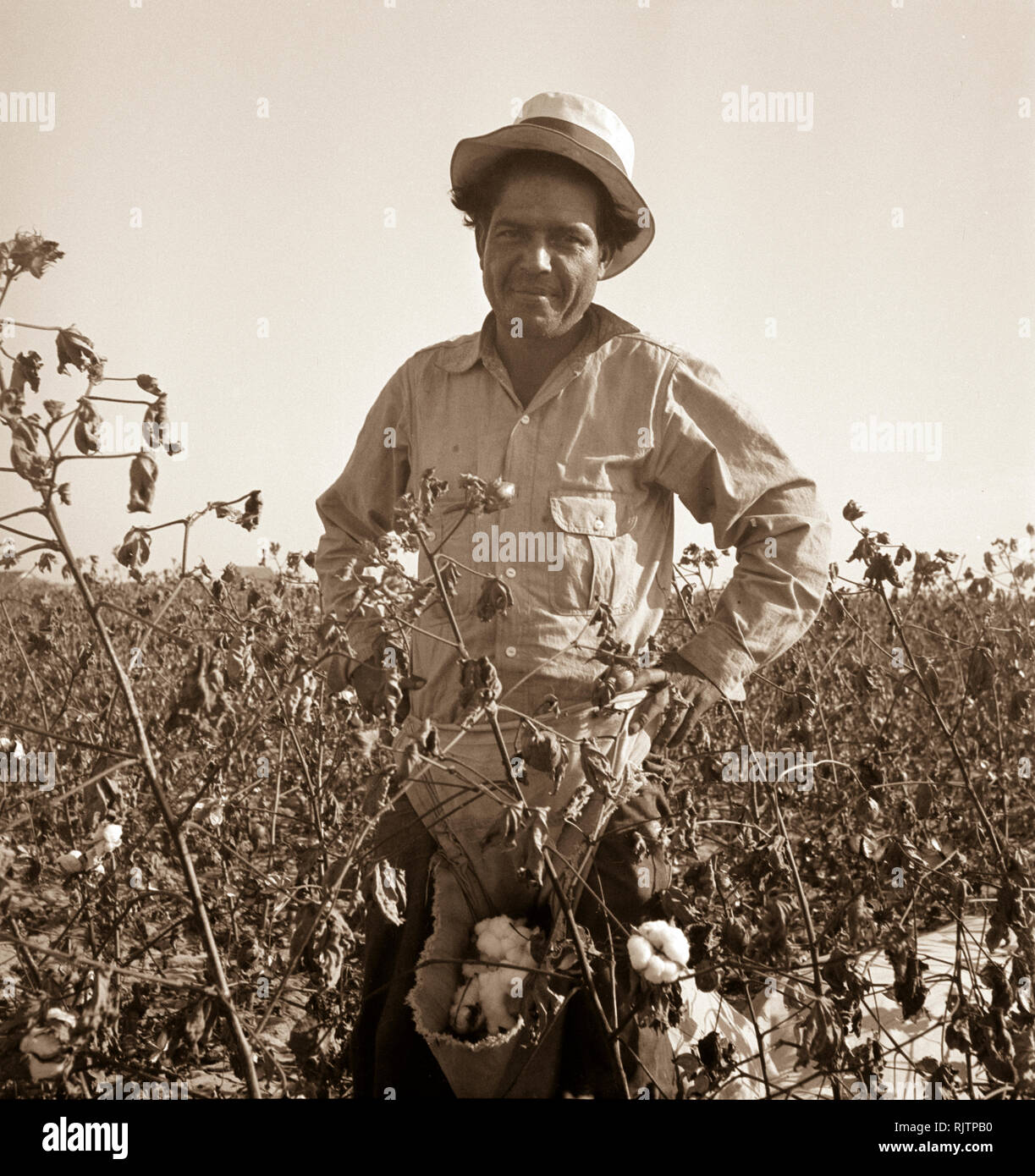 A Hispanic farm laborer in a cotton field Stock Photo - Alamy